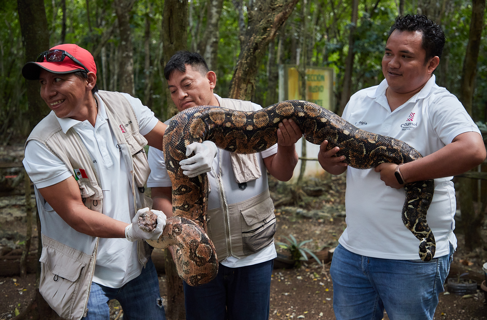 CAPTURAN BOA DE MÁS DE TRES METROS - Ayuntamiento de Cozumel